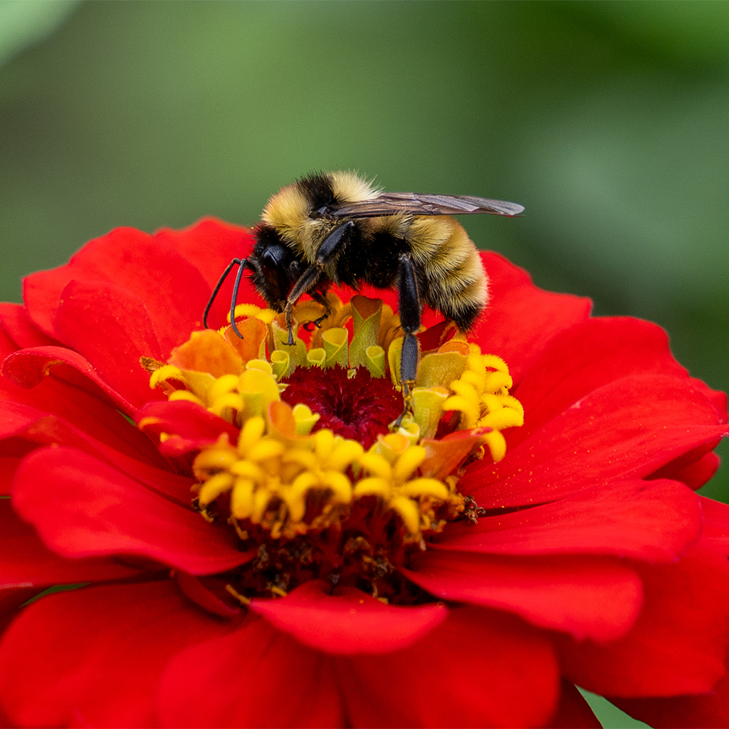 Golden northerns are a bumblebee species proving the old saying: They ...