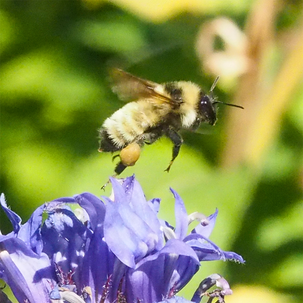 Golden northerns are a bumblebee species proving the old saying: They ...