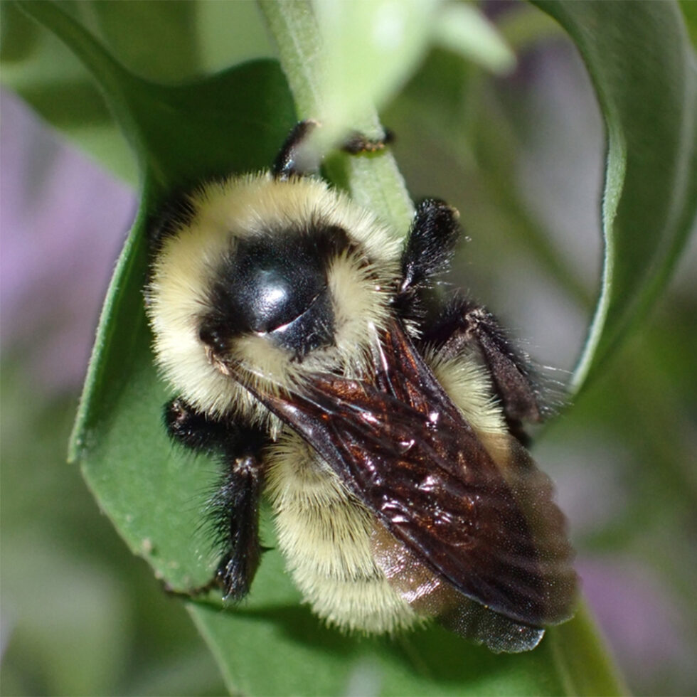 Golden northerns are a bumblebee species proving the old saying: They ...