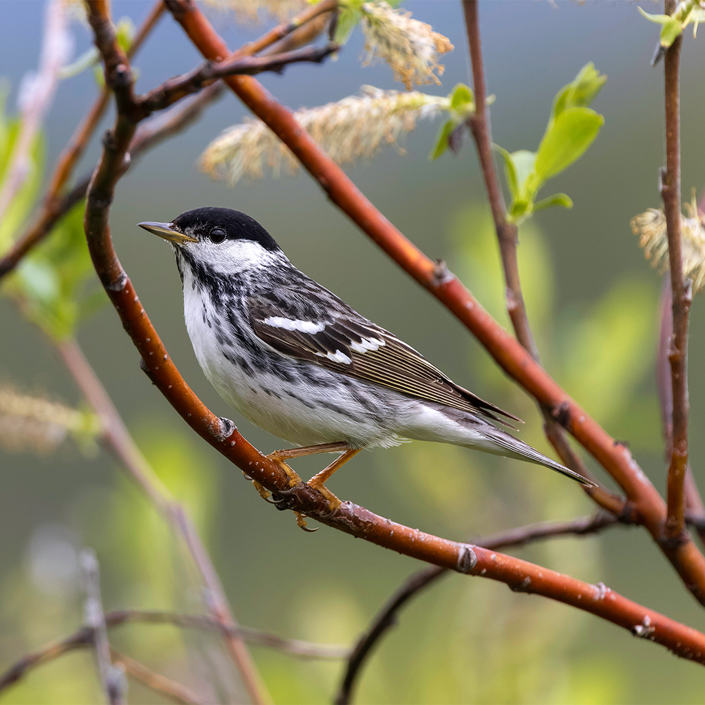 Blackpoll warblers are so, so tiny, yet might fly 7,500 miles at a time for their annual ...