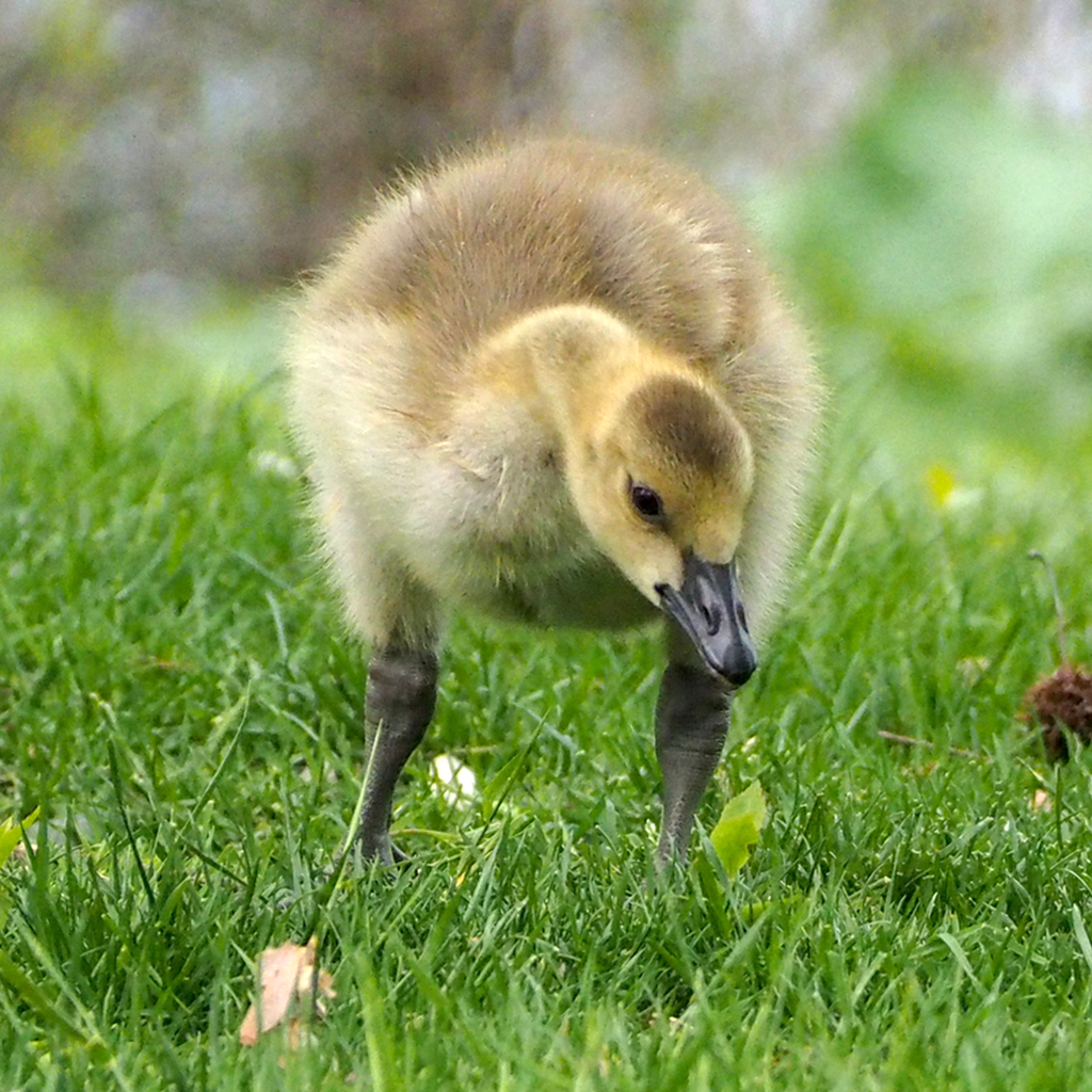In regional cohabitation with the Canada goose, hunters have long been ...