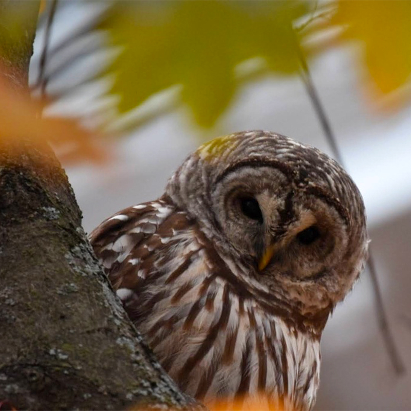 The barred owl is a different stripe of the species, hunting little ...
