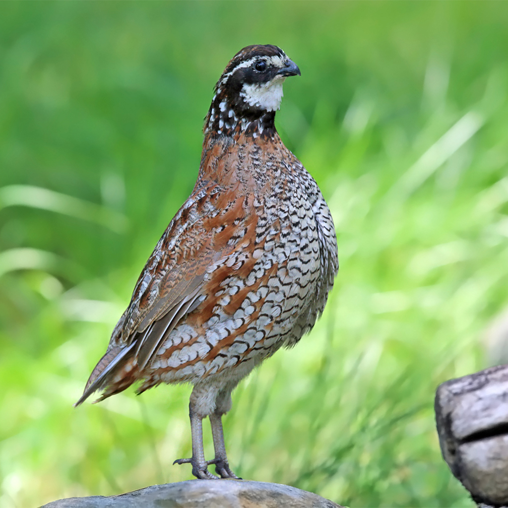 Bobwhites are fragile birds, freezing in the cold and freezing when ...