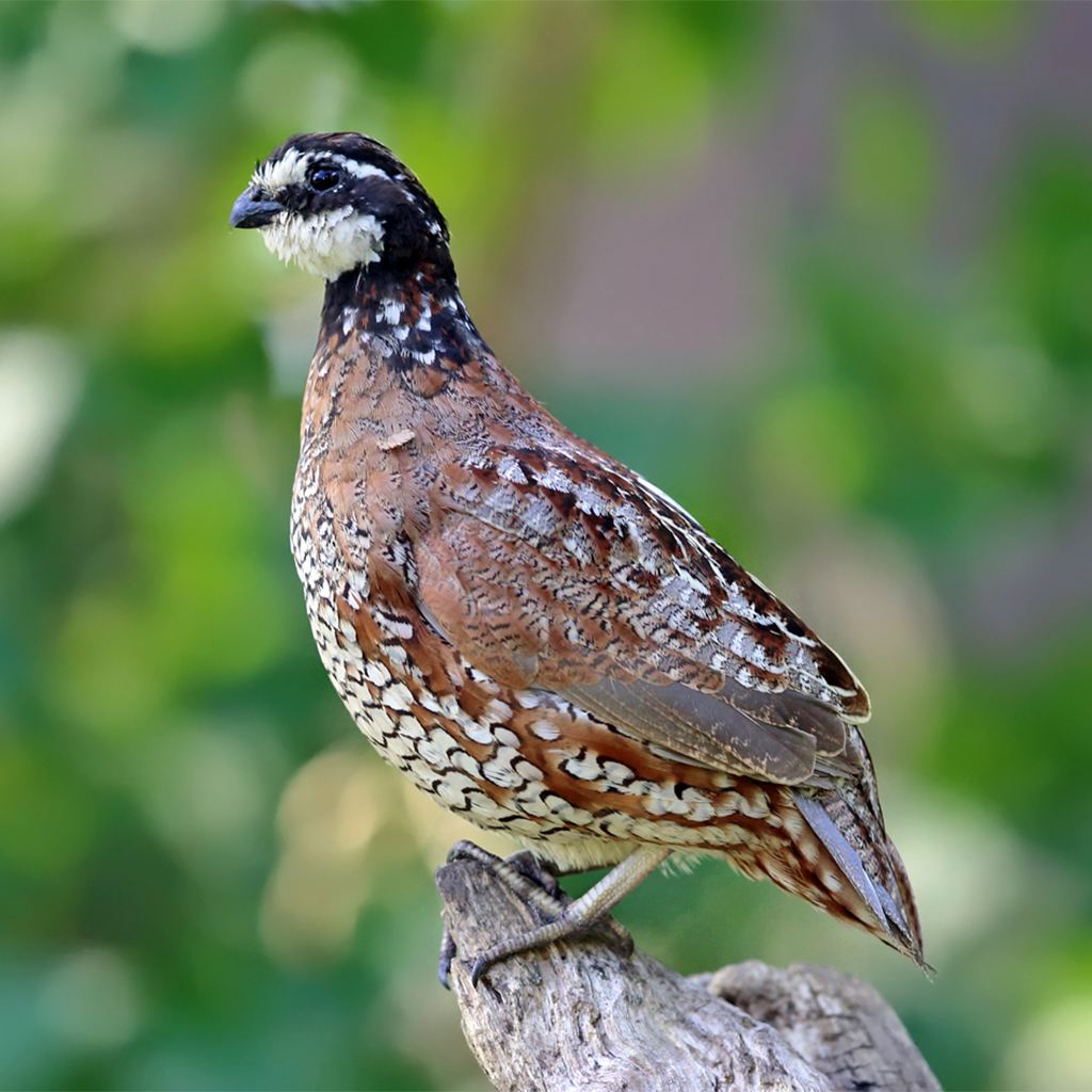 Bobwhites are fragile birds, freezing in the cold and freezing when ...