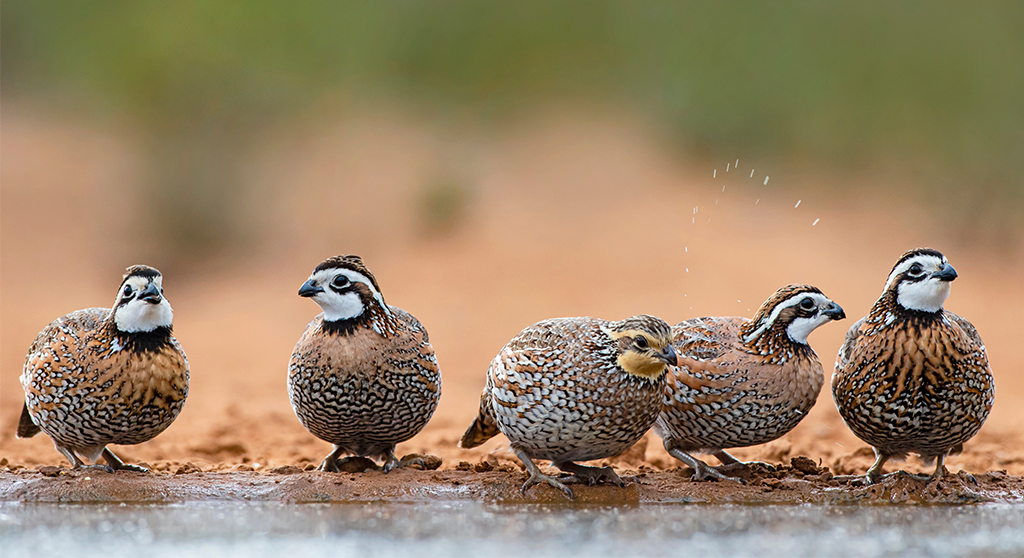 Bobwhites are fragile birds, freezing in the cold and freezing when ...