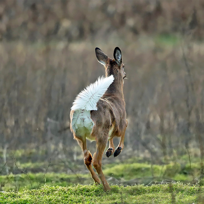 Of course white-tailed deer have four stomachs: These creatures are ...