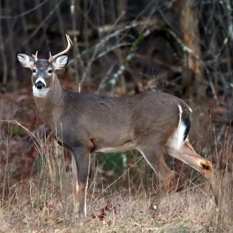 Of course white-tailed deer have four stomachs: These creatures are ...