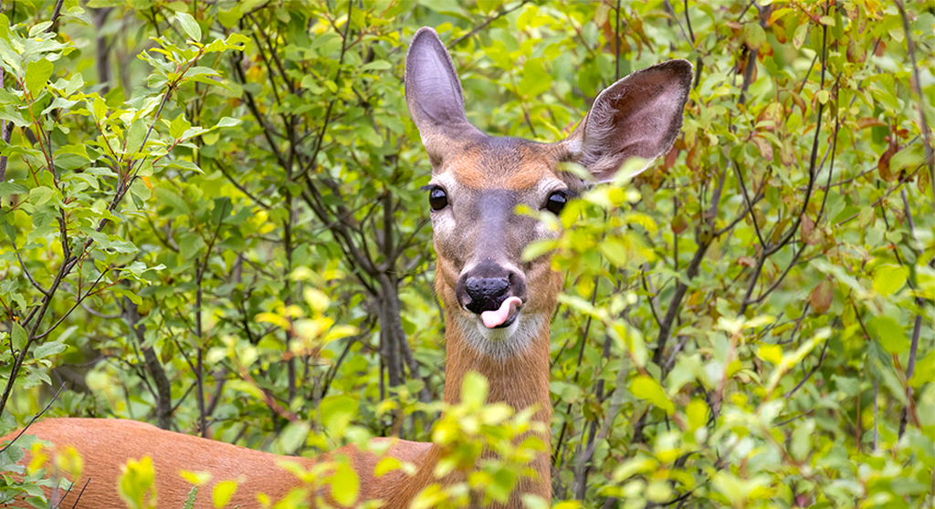 Of course white-tailed deer have four stomachs: These creatures are ...
