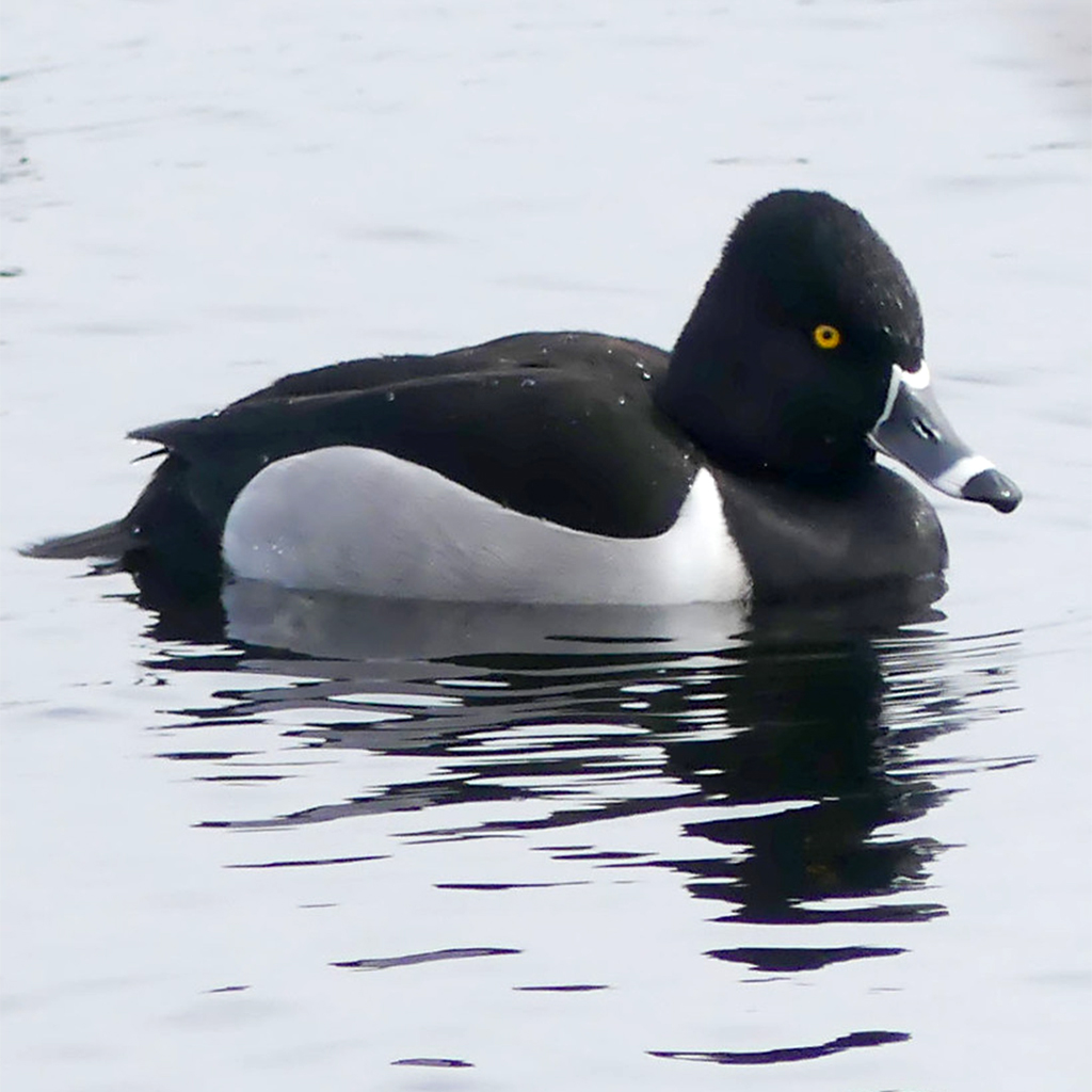 No matter how many ring-necked ducks you see, don't expect to see the ...