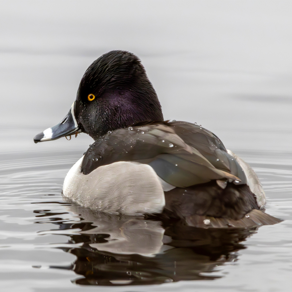 No matter how many ring-necked ducks you see, don't expect to see the ...