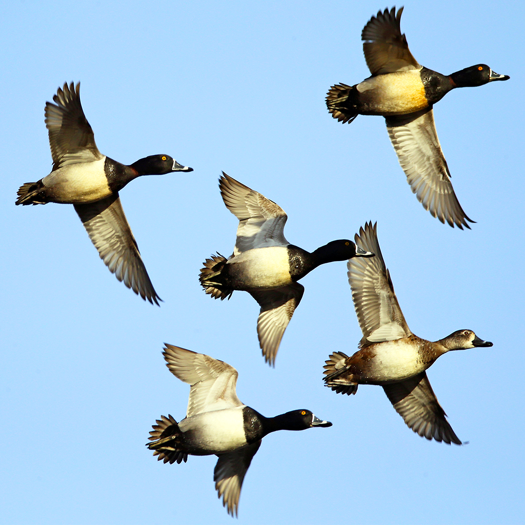 No matter how many ring-necked ducks you see, don't expect to see the ...