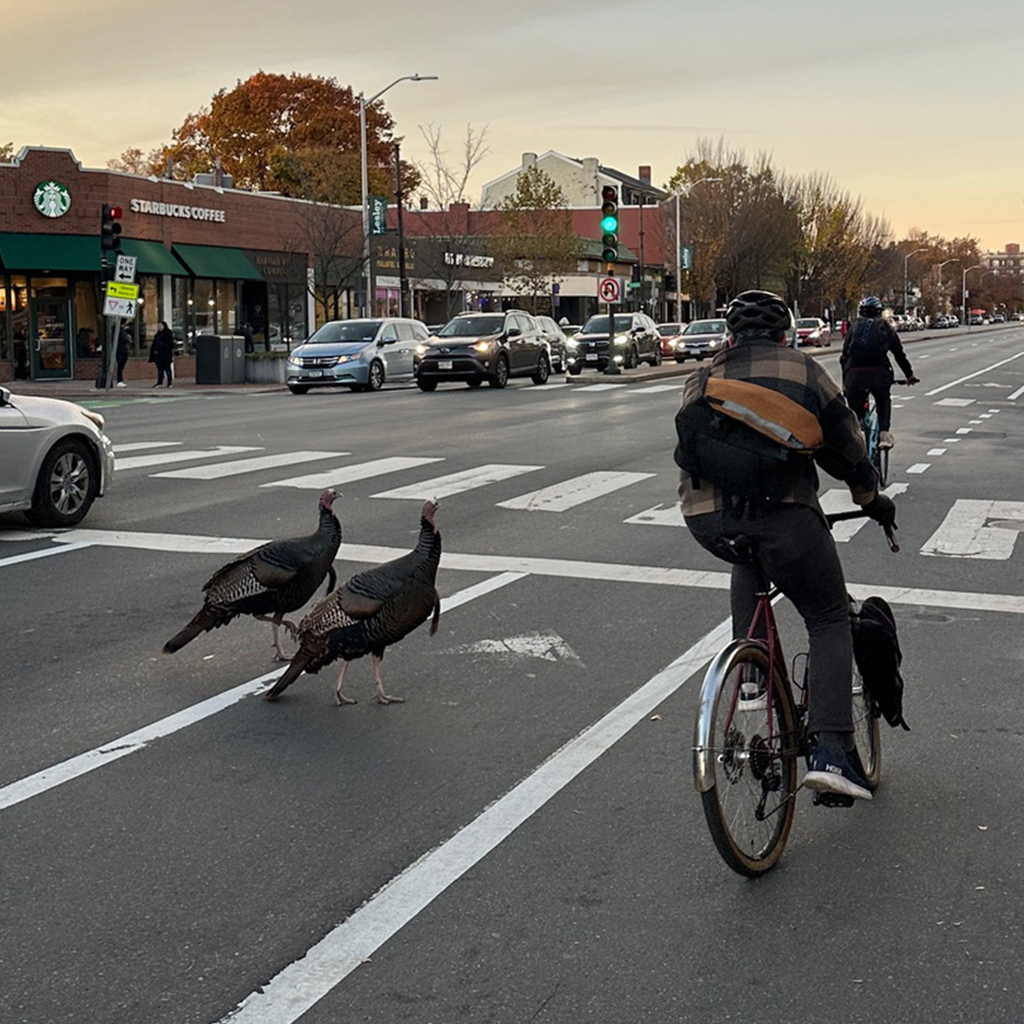 The great urban turkey hunt - Cambridge Day