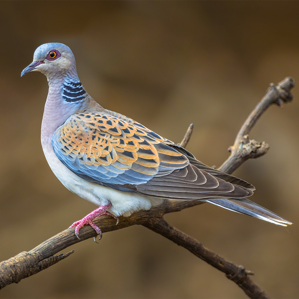 We celebrate the turtle dove in our holiday carol but have hunted it ...