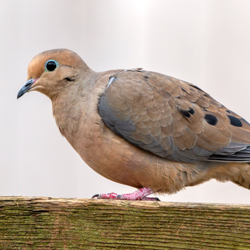 We celebrate the turtle dove in our holiday carol but have hunted it ...