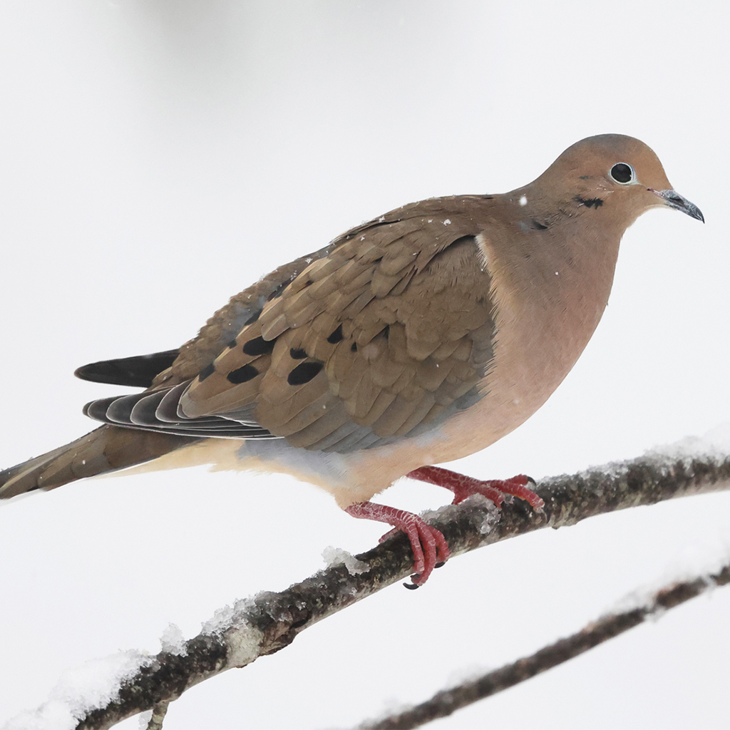 We celebrate the turtle dove in our holiday carol but have hunted it ...