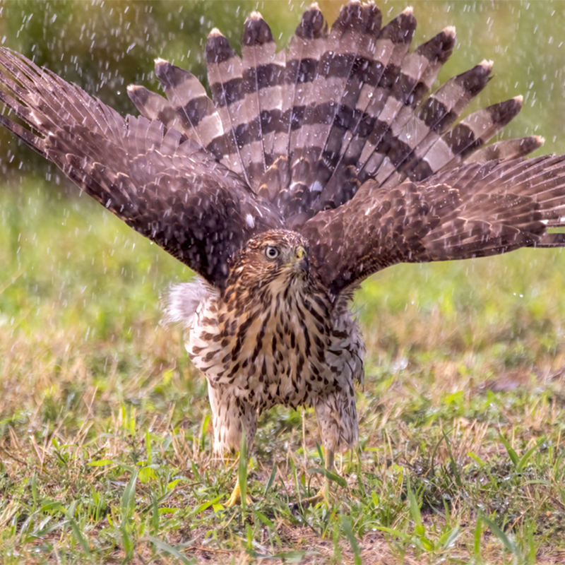 Cooper’s hawks fly so quickly in pursuit of prey that the impact from ...