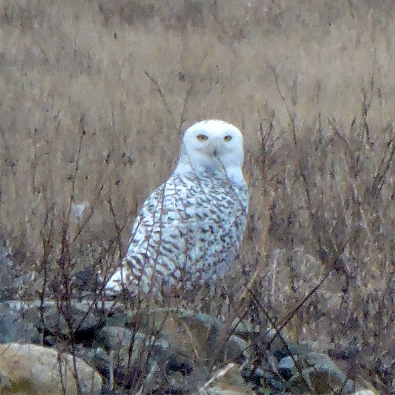 Snowy owls sometimes flock here from the Arctic for rodent hunts on the ...