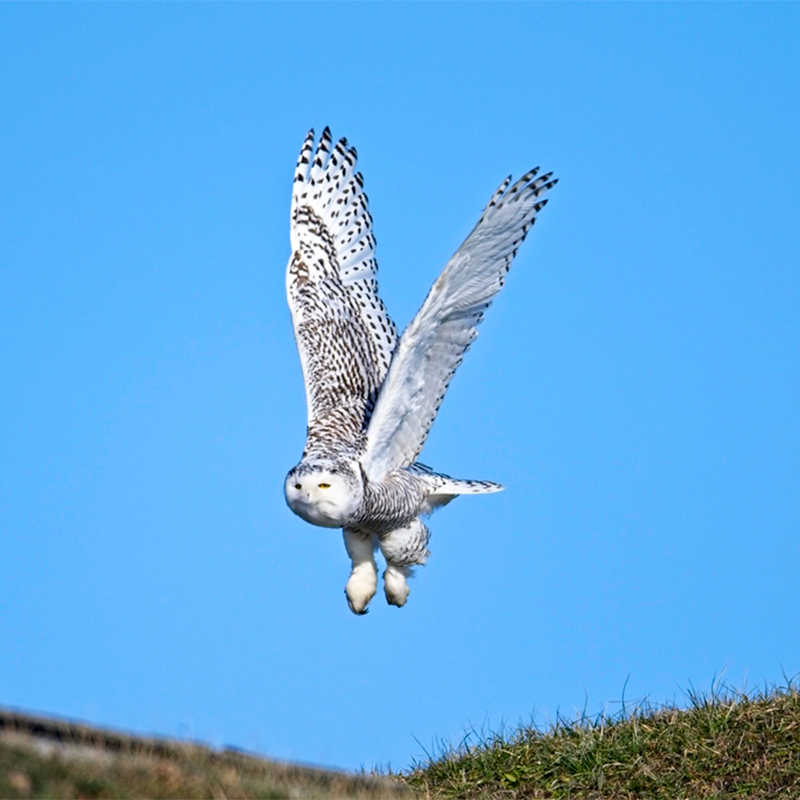 Snowy owls sometimes flock here from the Arctic for rodent hunts on the ...