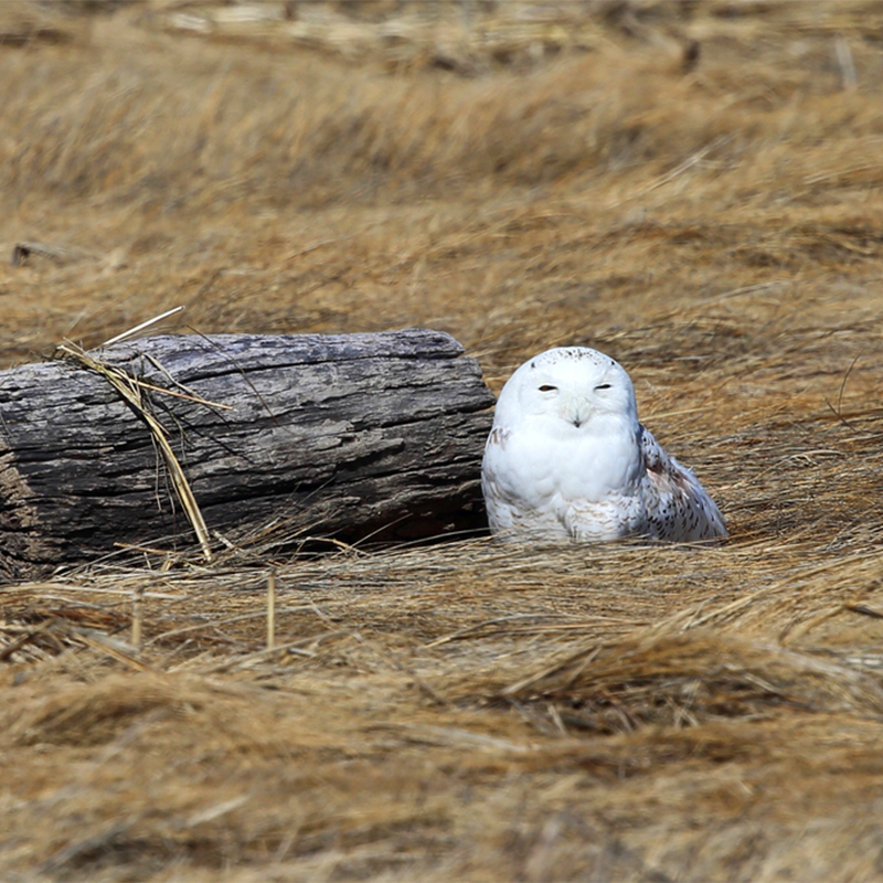 Snowy owls sometimes flock here from the Arctic for rodent hunts on the ...