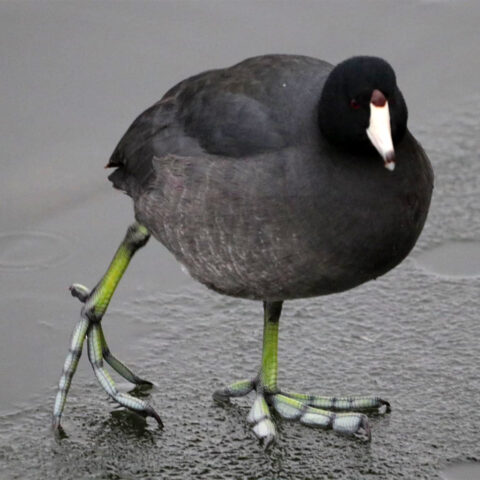 American coot are birds that have the oddest feet, which didn't get ...