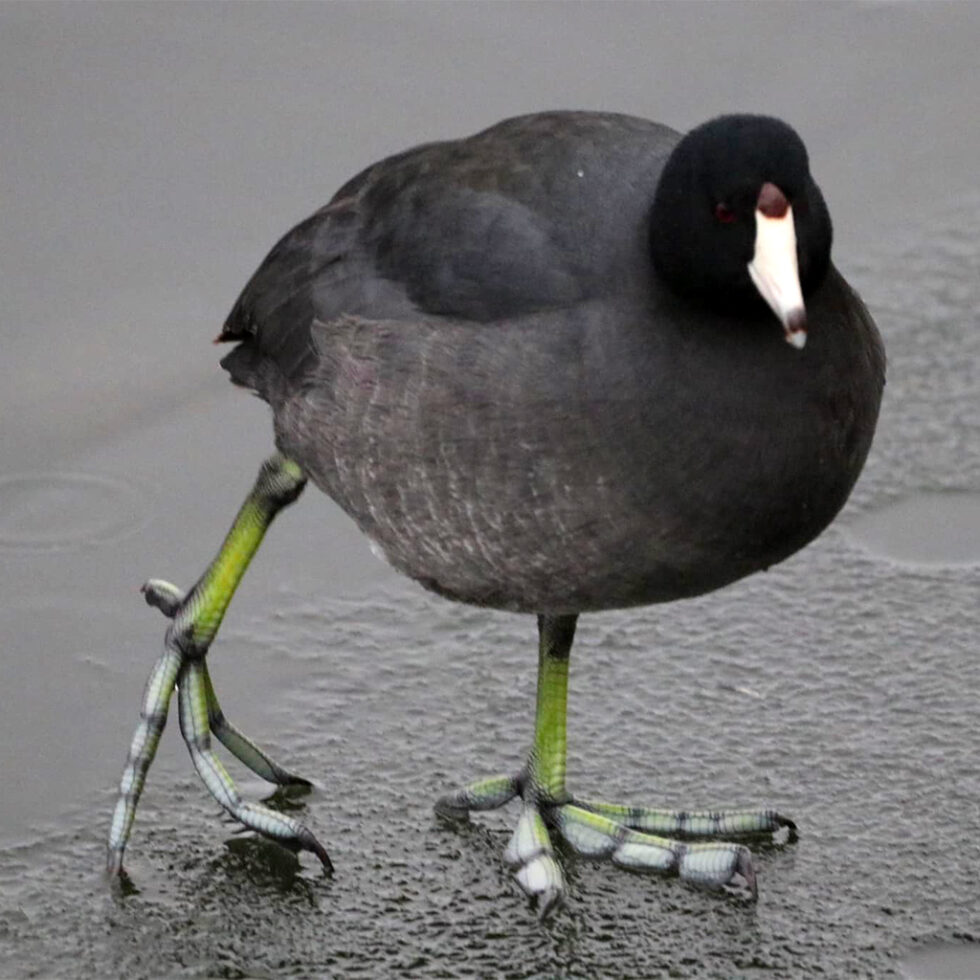 American coot are birds that have the oddest feet, which didn't get ...