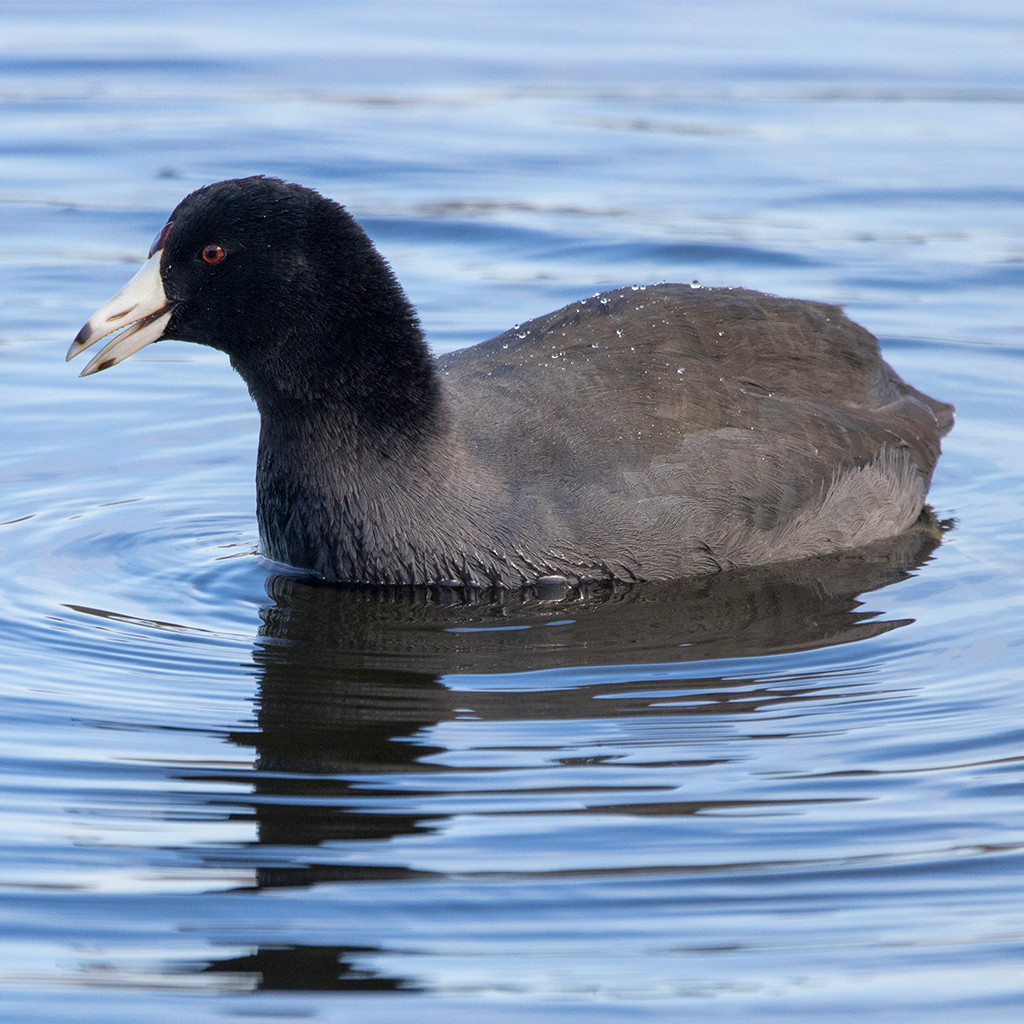 American coot are birds that have the oddest feet, which didn't get ...