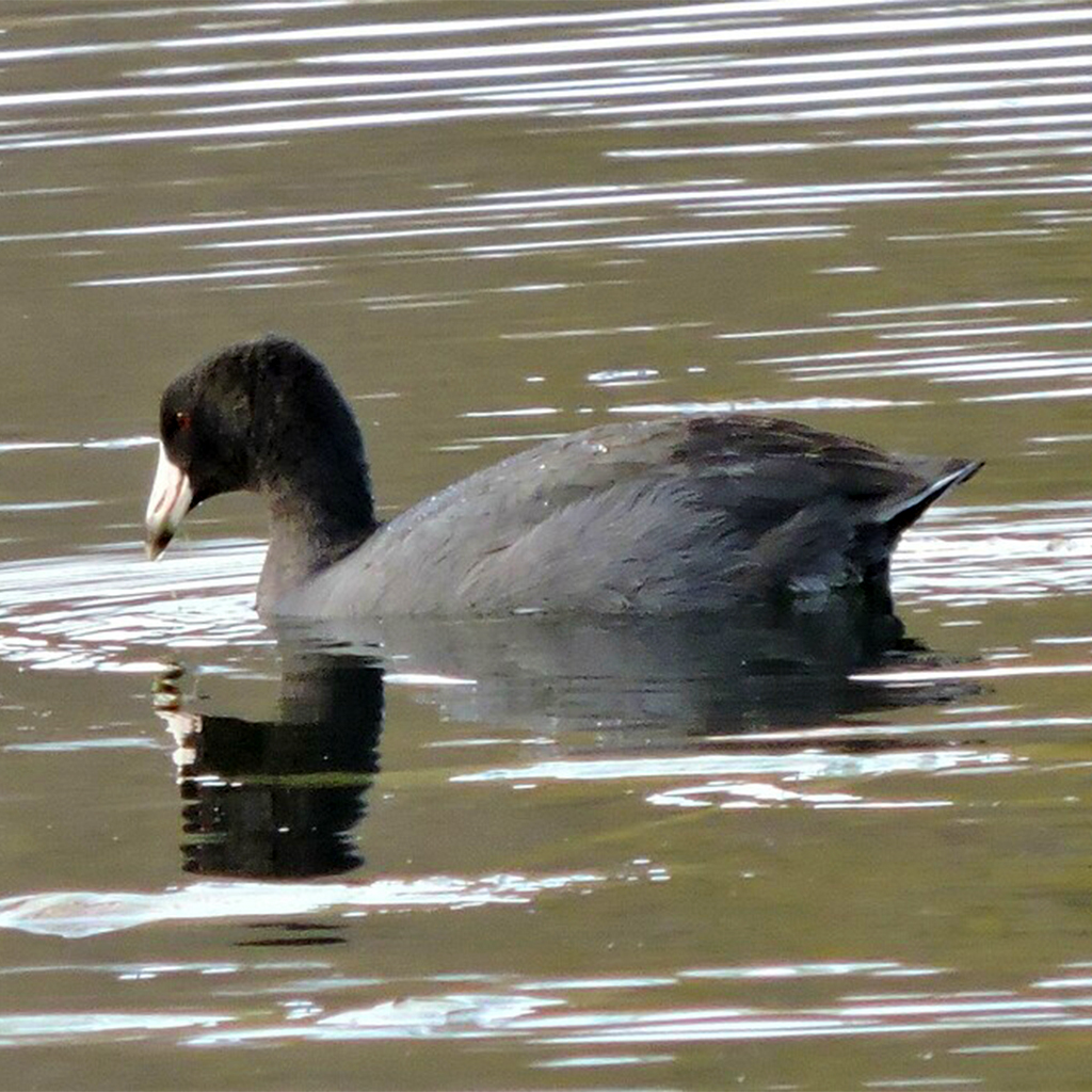 American coot are birds that have the oddest feet, which didn't get ...