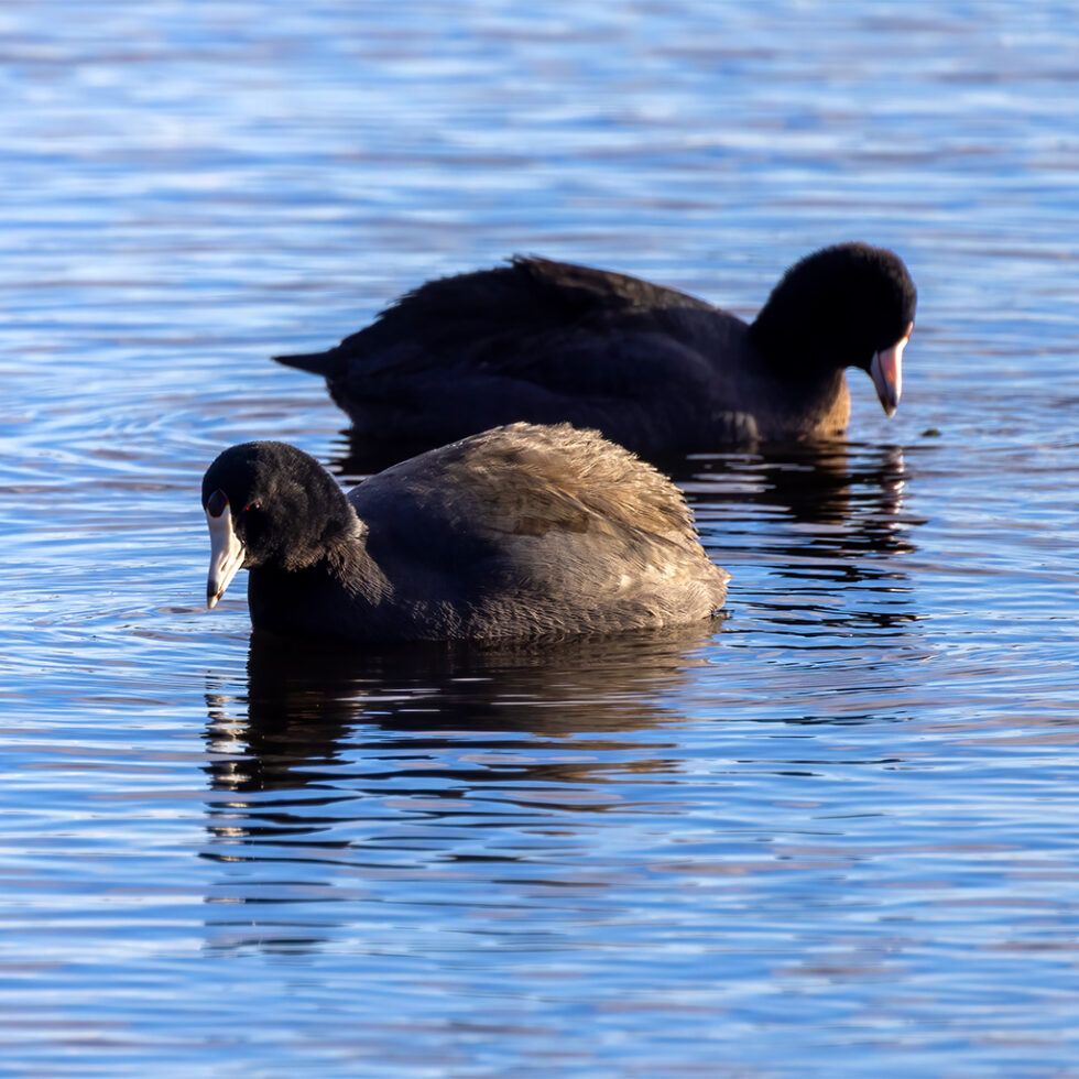 American coot are birds that have the oddest feet, which didn't get ...