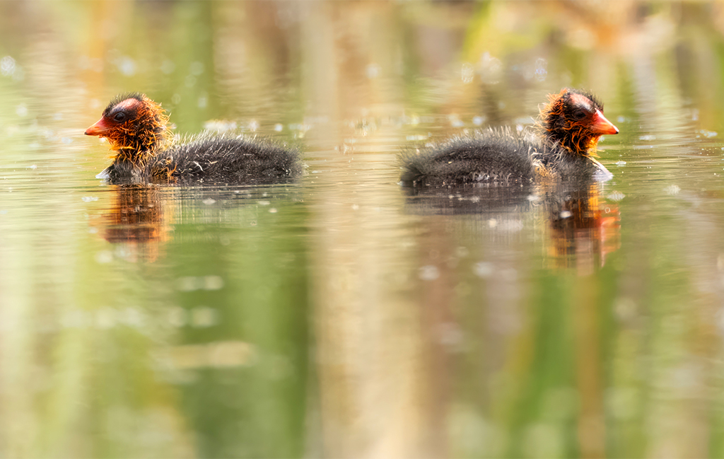 American coot are birds that have the oddest feet, which didn't get ...