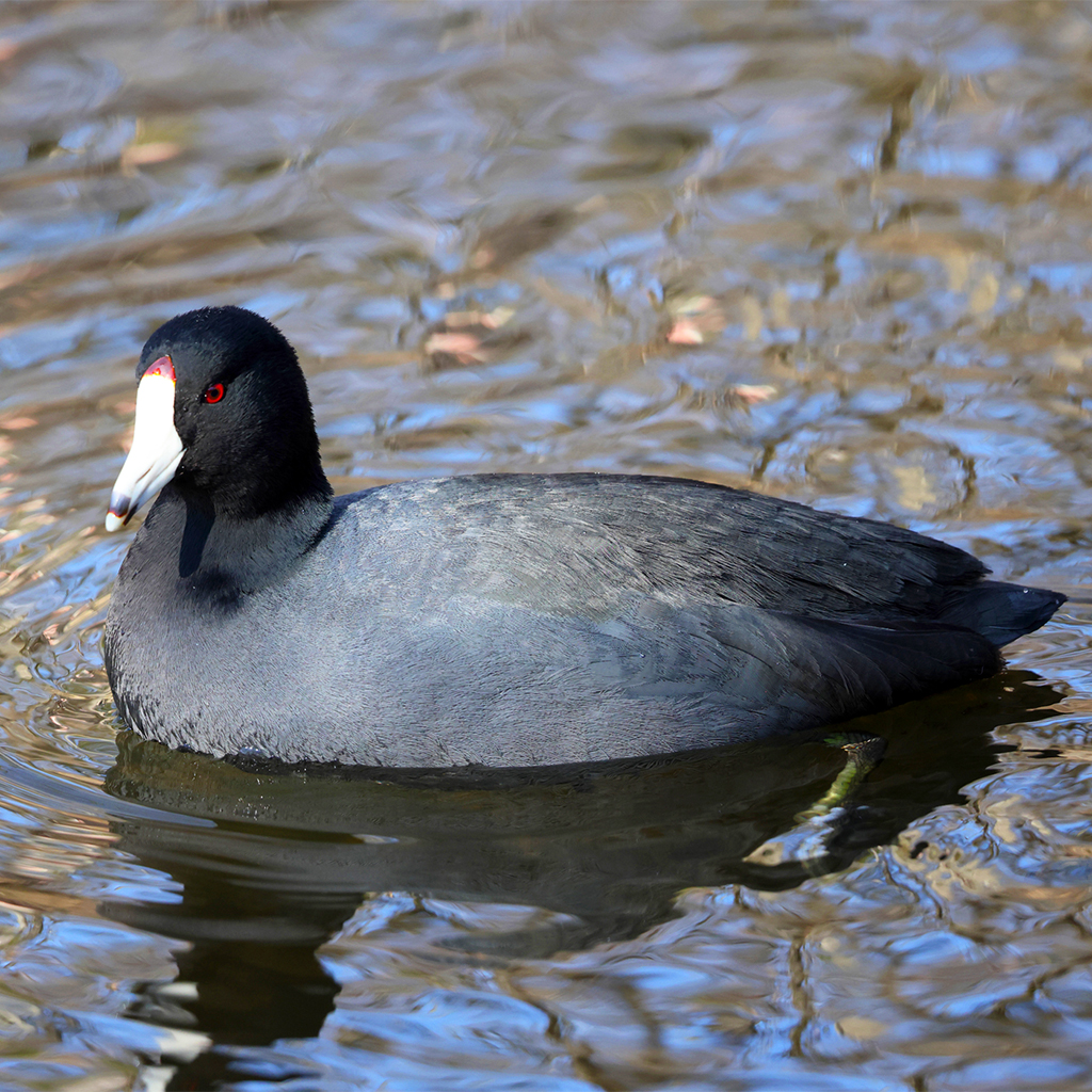 American coot are birds that have the oddest feet, which didn't get ...