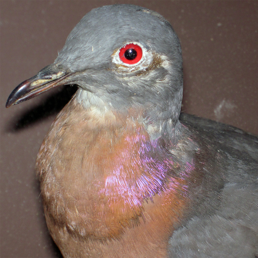 Passenger pigeon flocks once darkened our skies, now they live on ...