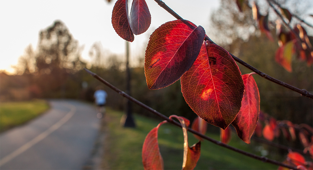 Input has changed details of Linear Park redesign but plan won't get ...