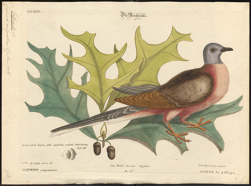 How humans' slaughter of the passenger pigeon may have led to Lyme ...