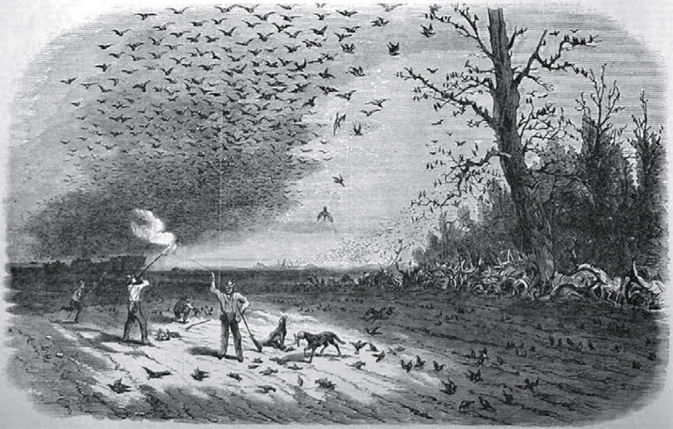 How humans' slaughter of the passenger pigeon may have led to Lyme ...