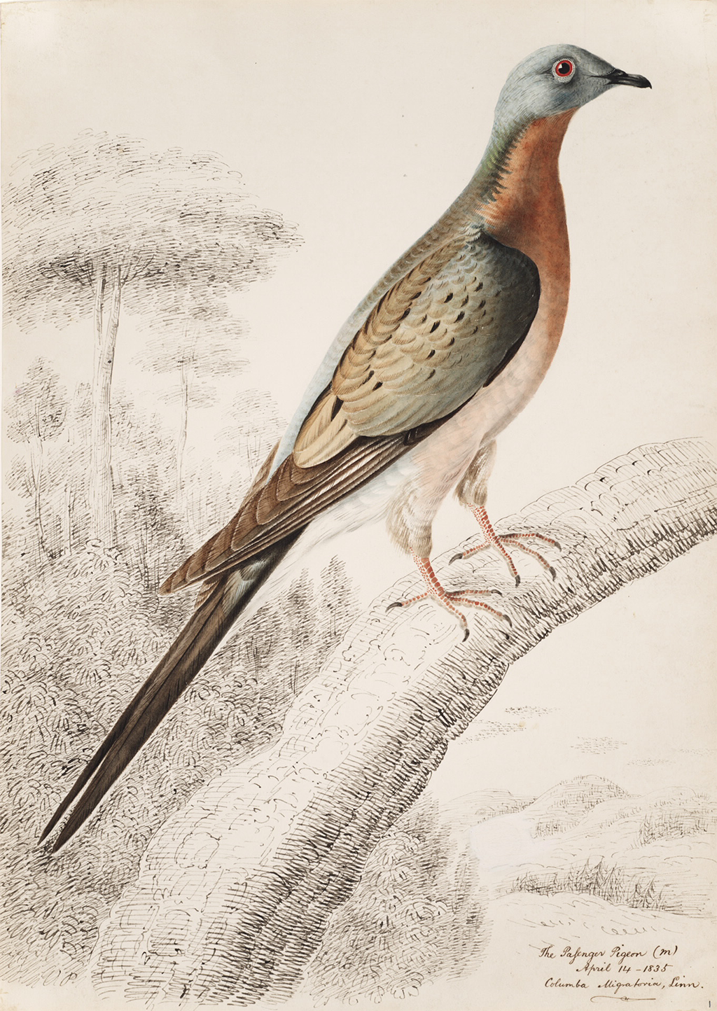 How humans' slaughter of the passenger pigeon may have led to Lyme ...