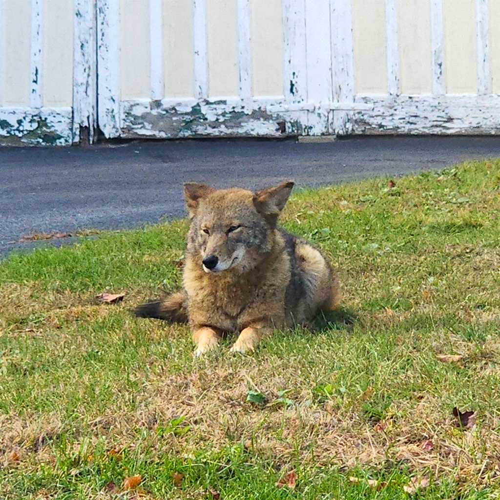 Coyotes have been popping up around our cities during the daytime, but ...