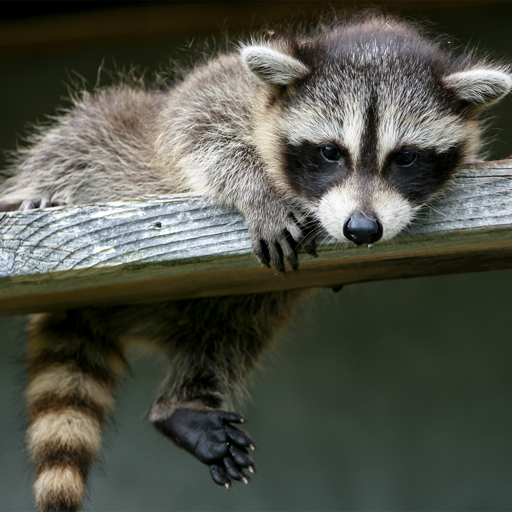 All about raccoons, devilishly smart trash pandas that faced Toronto's ...