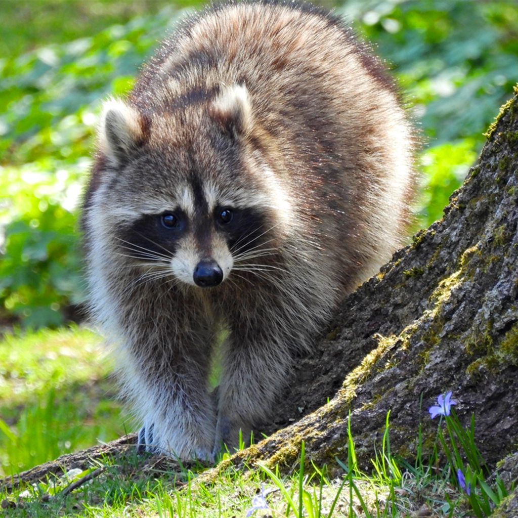 All about raccoons, devilishly smart trash pandas that faced Toronto's ...