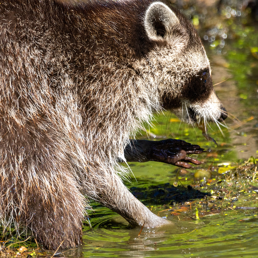 All about raccoons, devilishly smart trash pandas that faced Toronto's ...