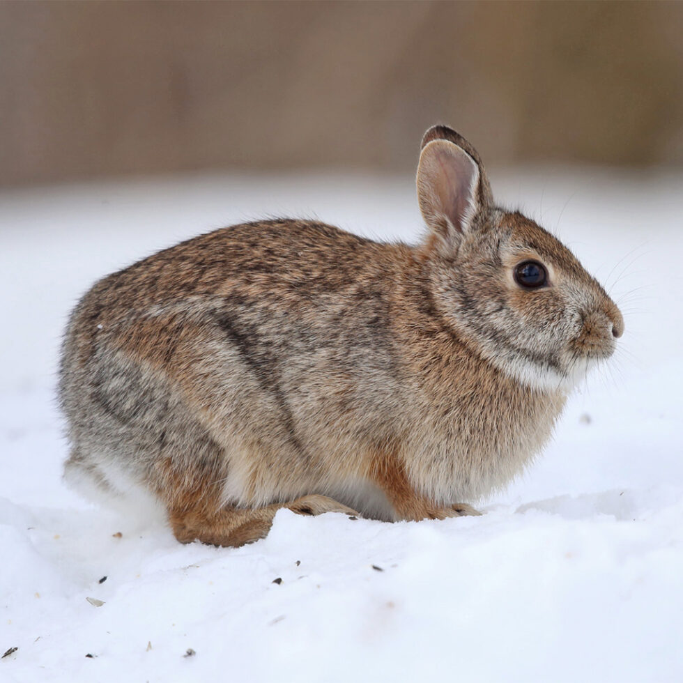 How do rabbits survive the winter? Only 30% do, relying on a layer of ...