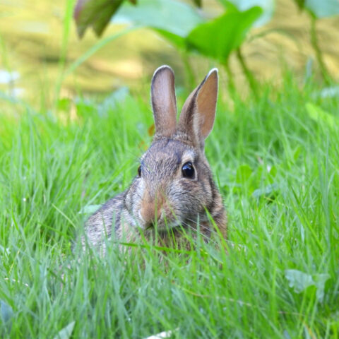 How do rabbits survive the winter? Only 30% do, relying on a layer of ...