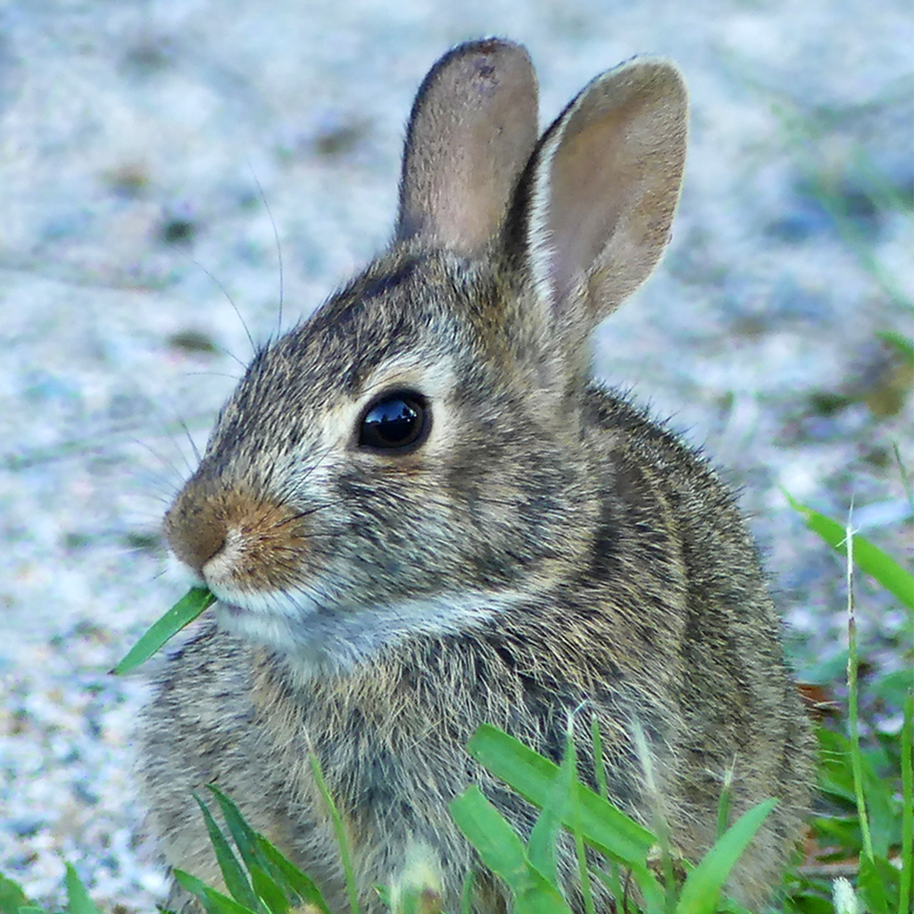 How do rabbits survive the winter? Only 30% do, relying on a layer of ...