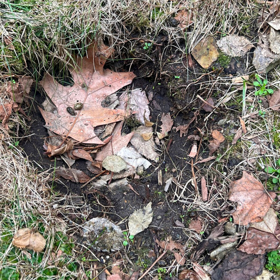 How do rabbits survive the winter? Only 30% do, relying on a layer of ...