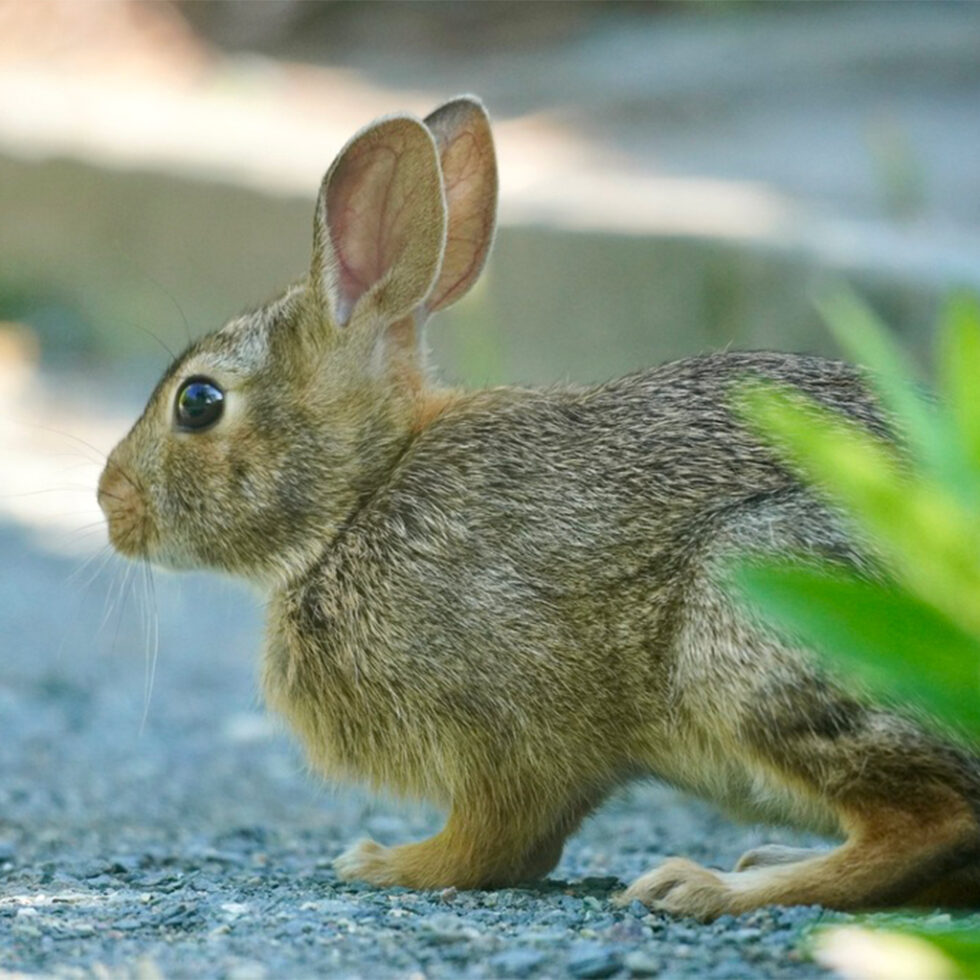 How do rabbits survive the winter? Only 30% do, relying on a layer of ...
