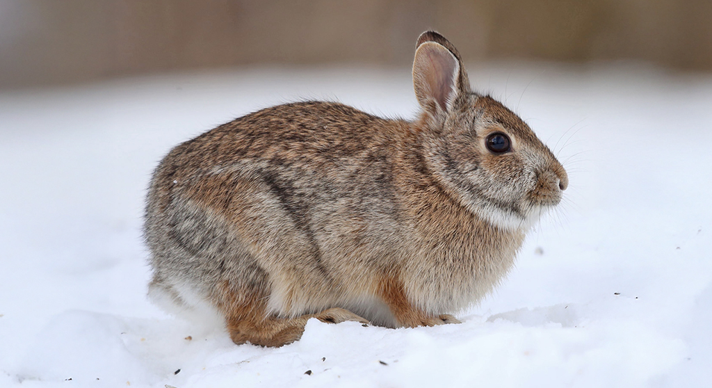 How do rabbits survive the winter? Only 30% do, relying on a layer of ...