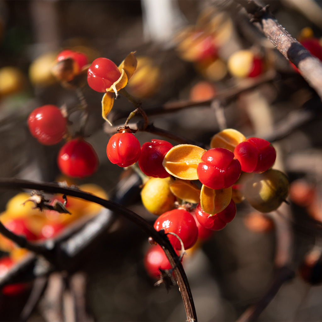 Crows flock together to the tune of up to 24,000, liking our cities ...