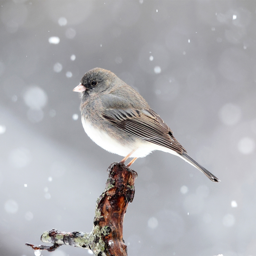 With their snow baths and mountain climbs, juncos may handle winter ...
