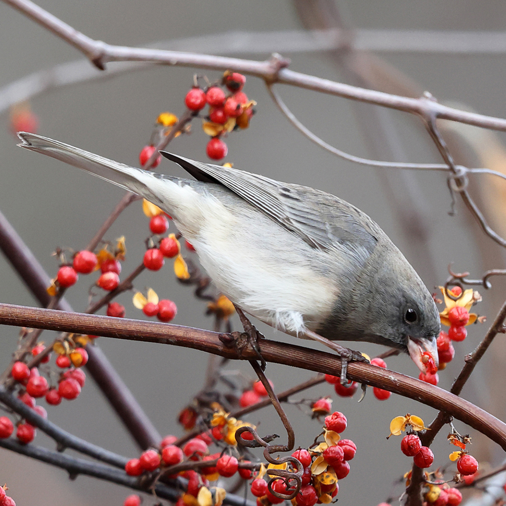 With their snow baths and mountain climbs, juncos may handle winter ...