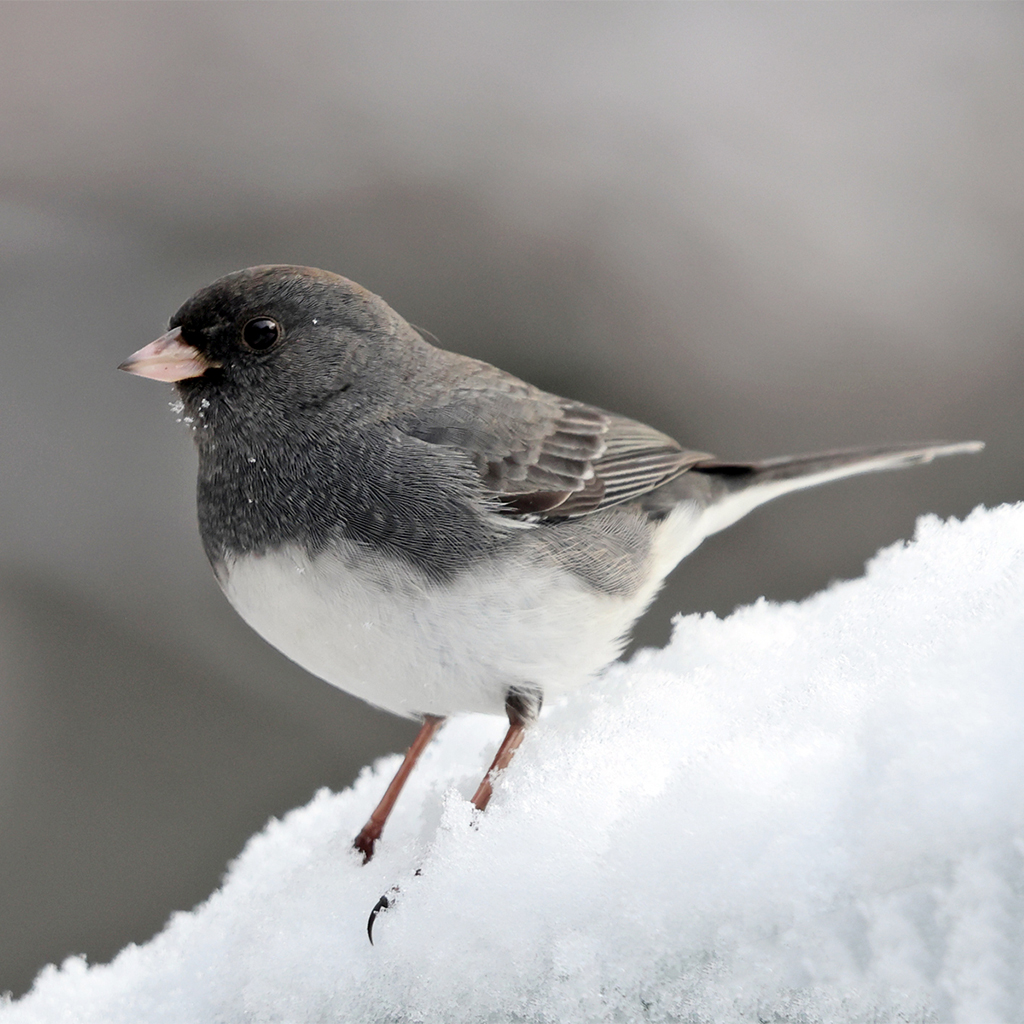 With their snow baths and mountain climbs, juncos may handle winter better than we do ...
