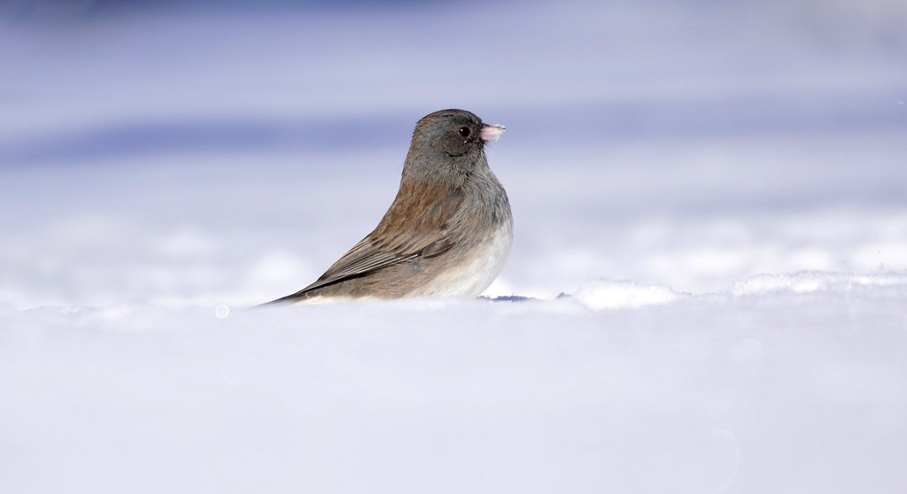 Juncos Articos